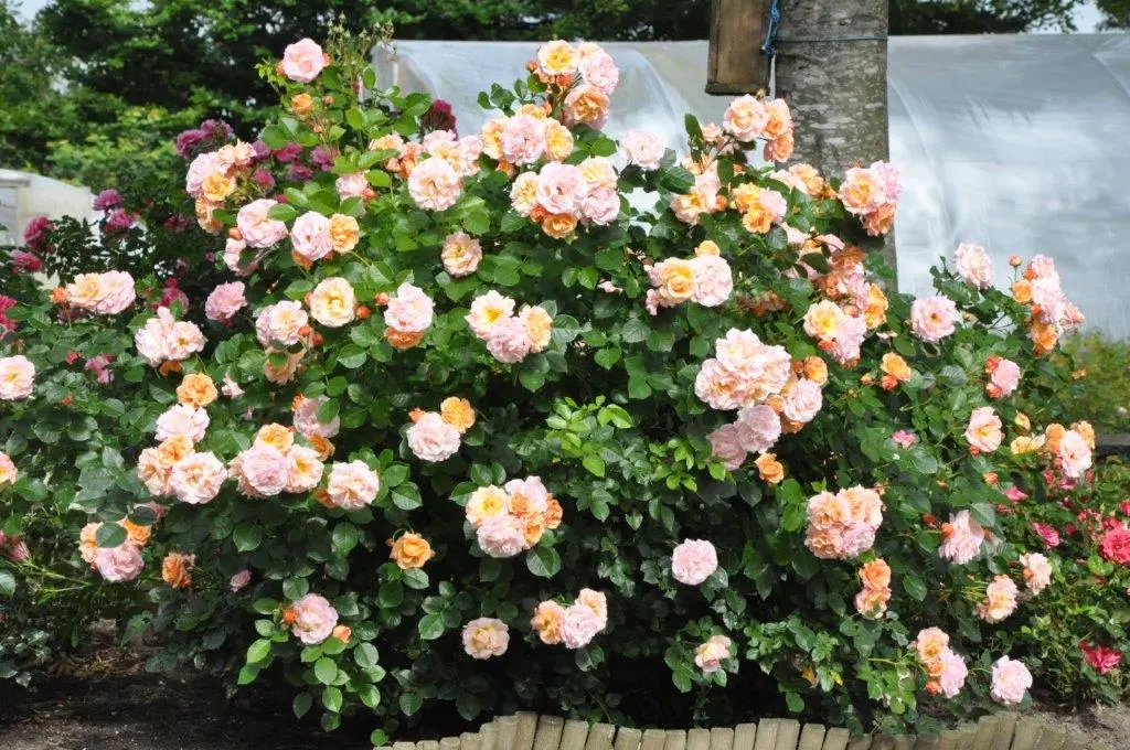 Renaissance rose, Rosa 'Clair', 4 liter potte | Plantorama