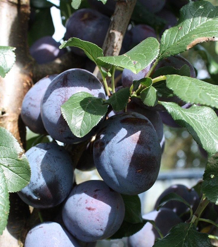 Sveskeblomme, Prunus dom. 'Italiensk sveske', 10 liter potte | Plantorama