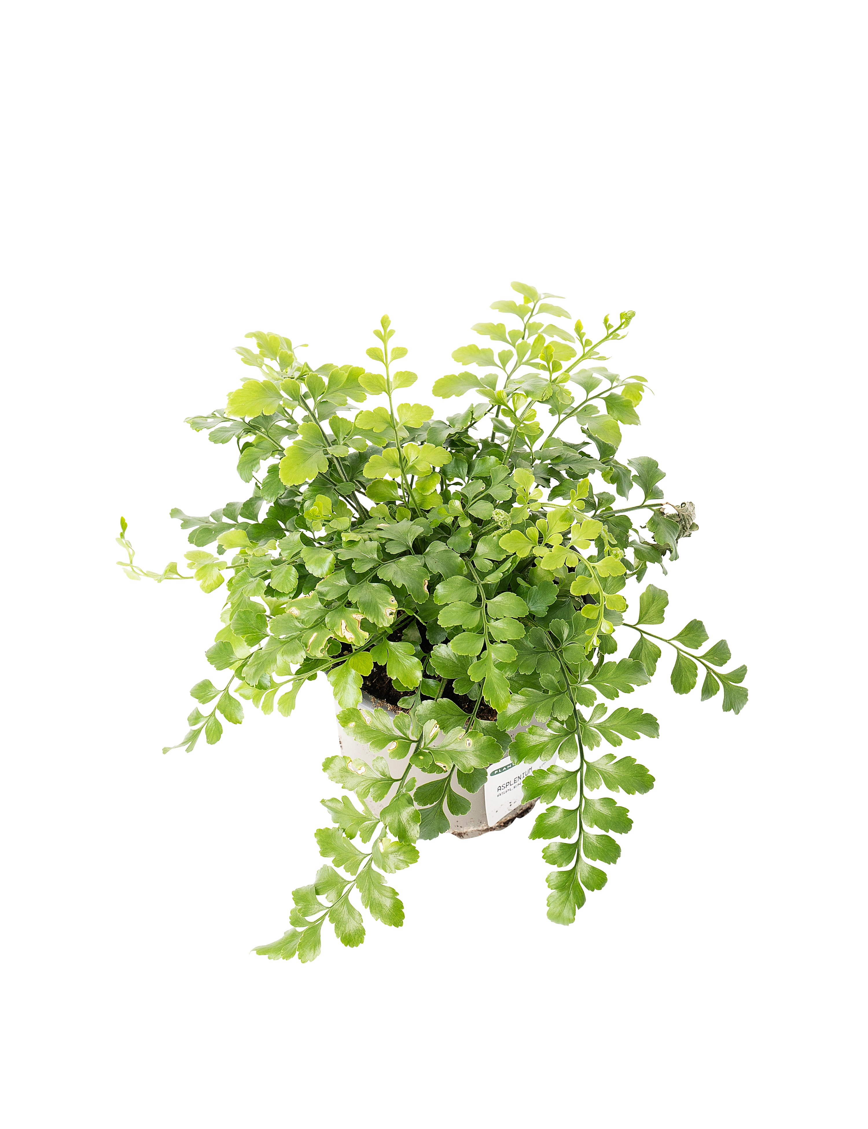 Fugleredebregne X difforme parvati, Asplenium dimorphum H25 cm, Ø11 cm ...