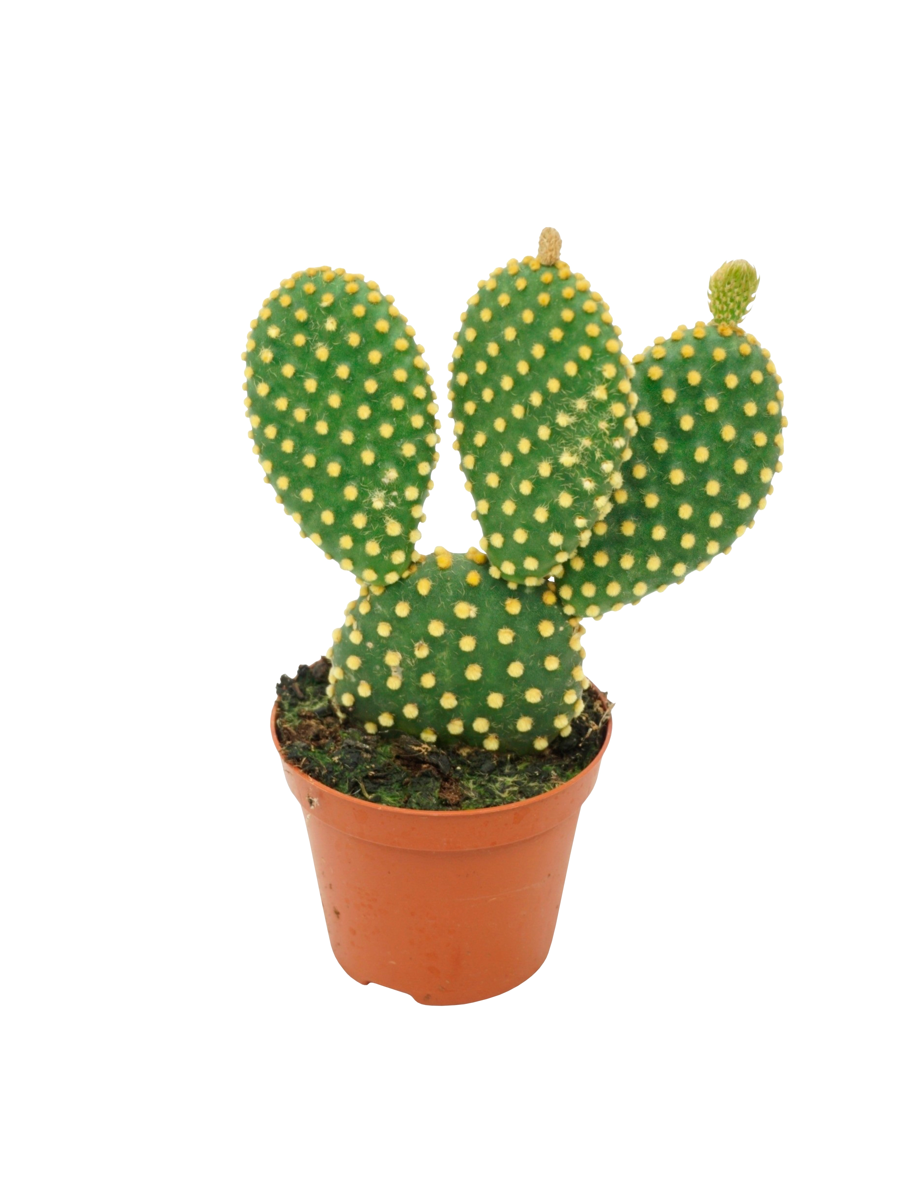 Mickey Mouse kaktus, Opuntia microdasys, Ø8,5 cm potte | Plantorama