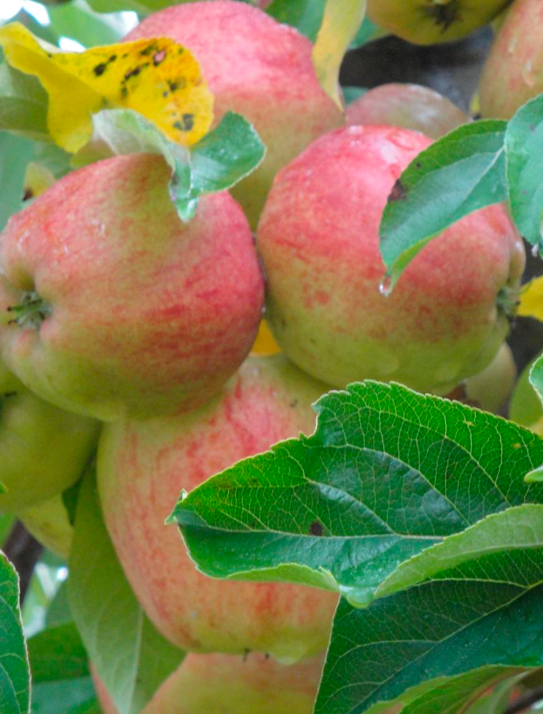 Æbletræ, Malus dom. 'Guldborg', 8,5 liter potte | Plantorama